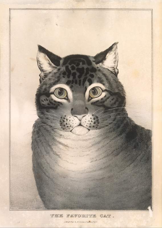 The Favorite Cat by Nathaniel Currier via DailyArt mobile app